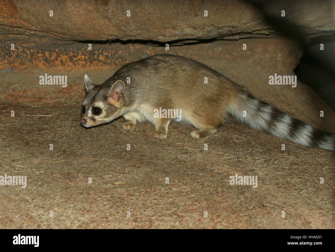 American Ringtail
