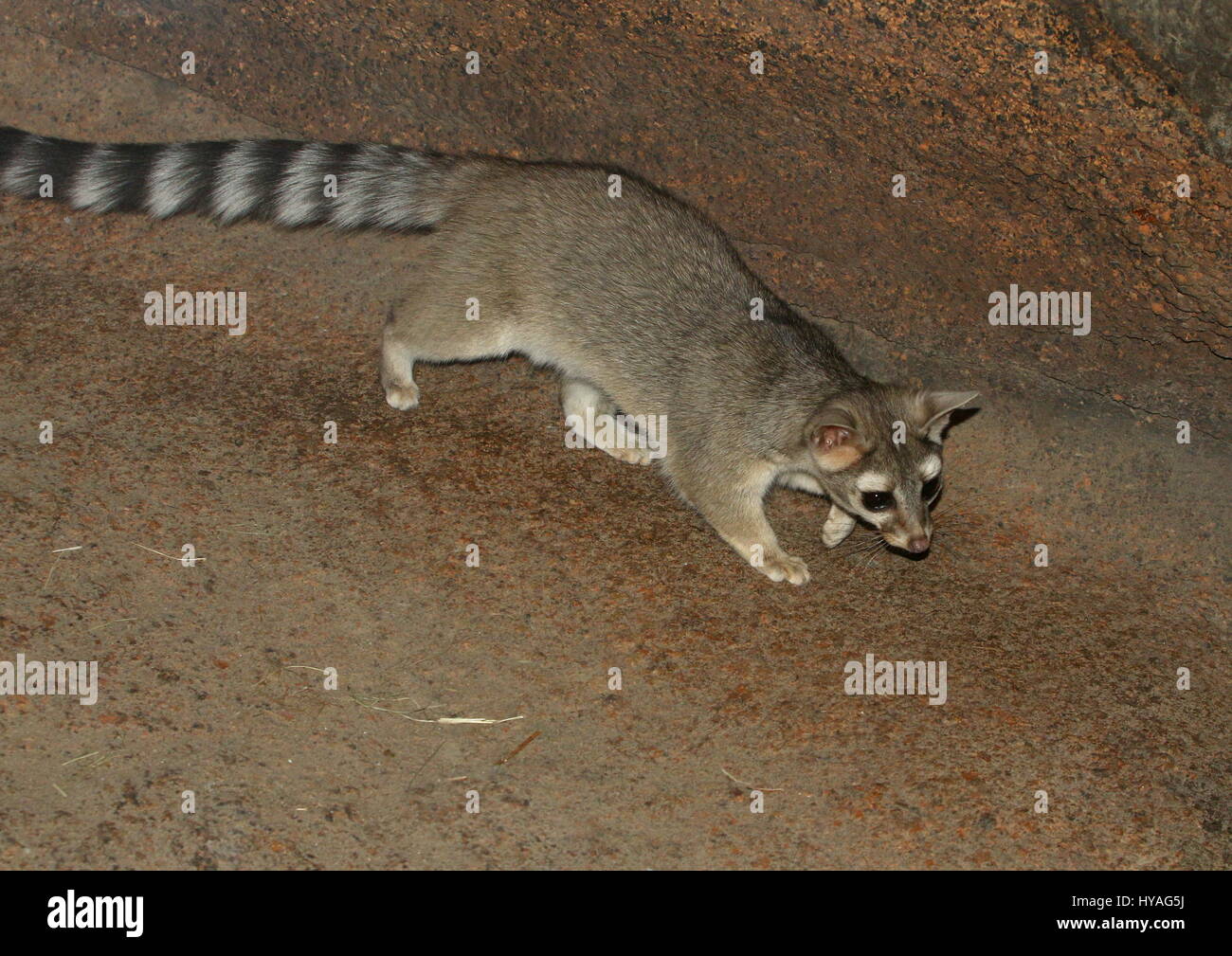North American / Mexican Ring-tailed cat (Bassariscus astutus) on the ...