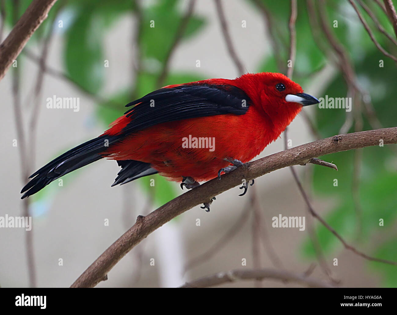Male brazilian tanager bird ramphocelus hi-res stock photography and ...