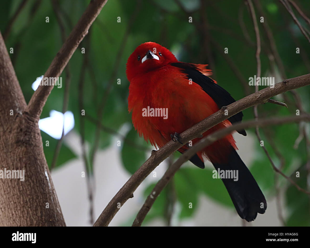 Tanagers escarlata hi-res stock photography and images - Alamy