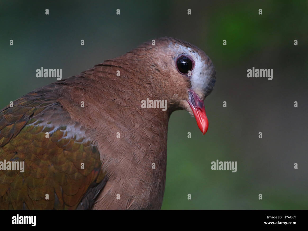 Southeast Asian Common Emerald Dove (Chalcophaps indica), also green ...