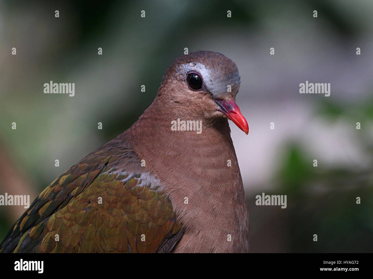 Green winged pigeon hi-res stock photography and images - Alamy
