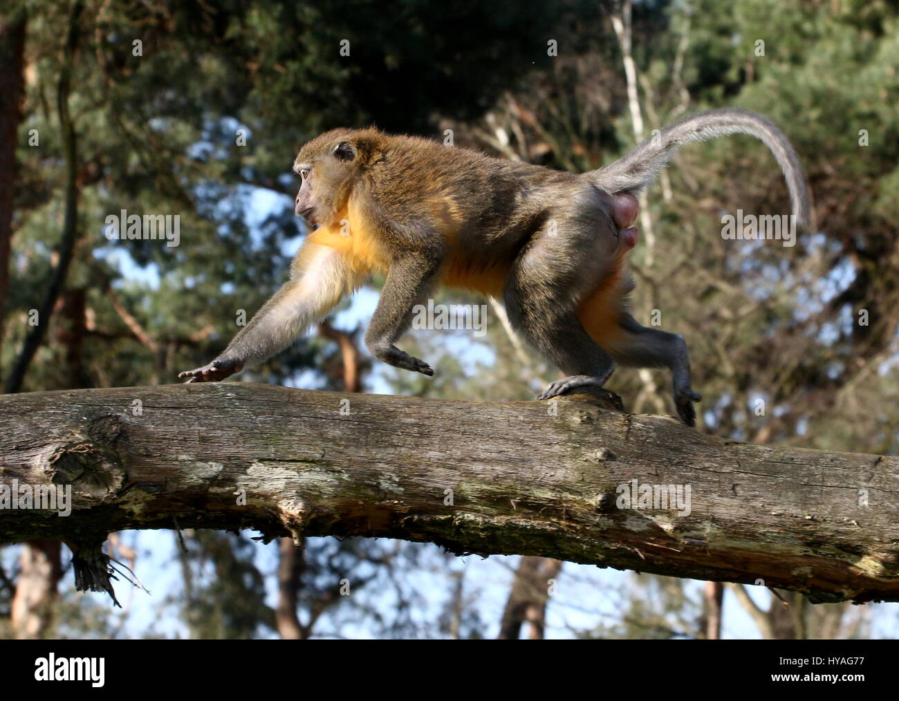Central African Golden bellied mangabey (Cercocebus chrysogaster ...