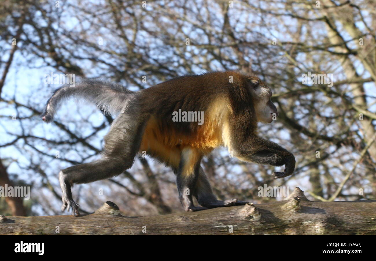 Central African Golden bellied mangabey (Cercocebus chrysogaster ...