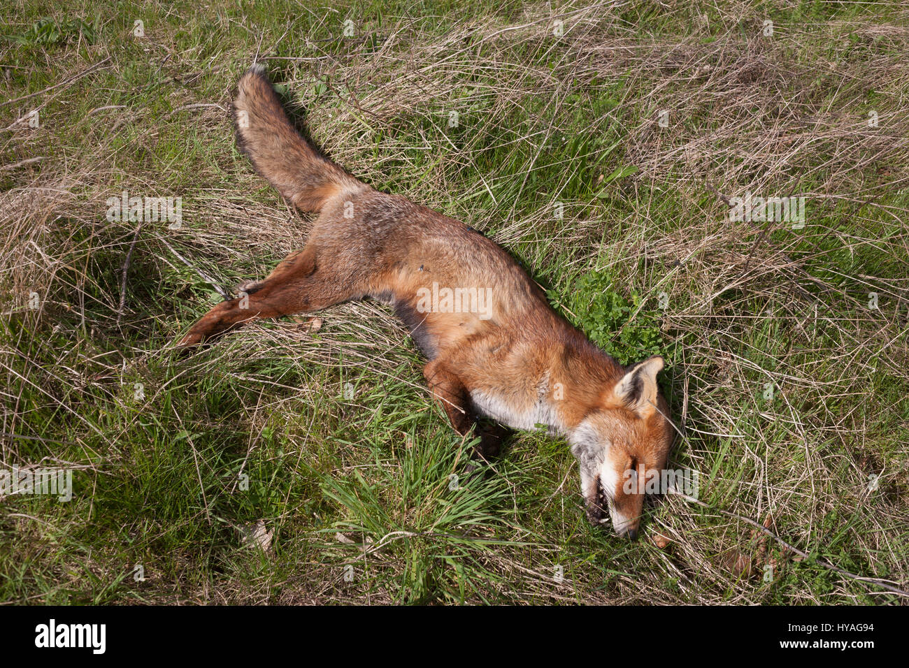 The body of a dead fox lying in grass on farmland on 3rd April, 2017 ...