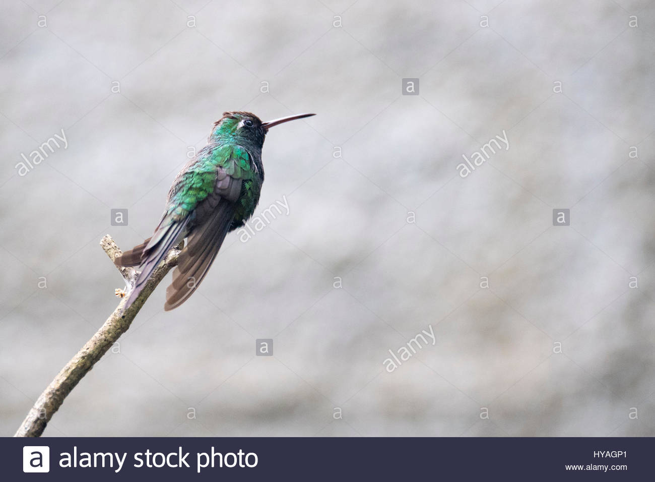 Cuban Bee Hummingbird Stock Photos & Cuban Bee Hummingbird Stock Images ...