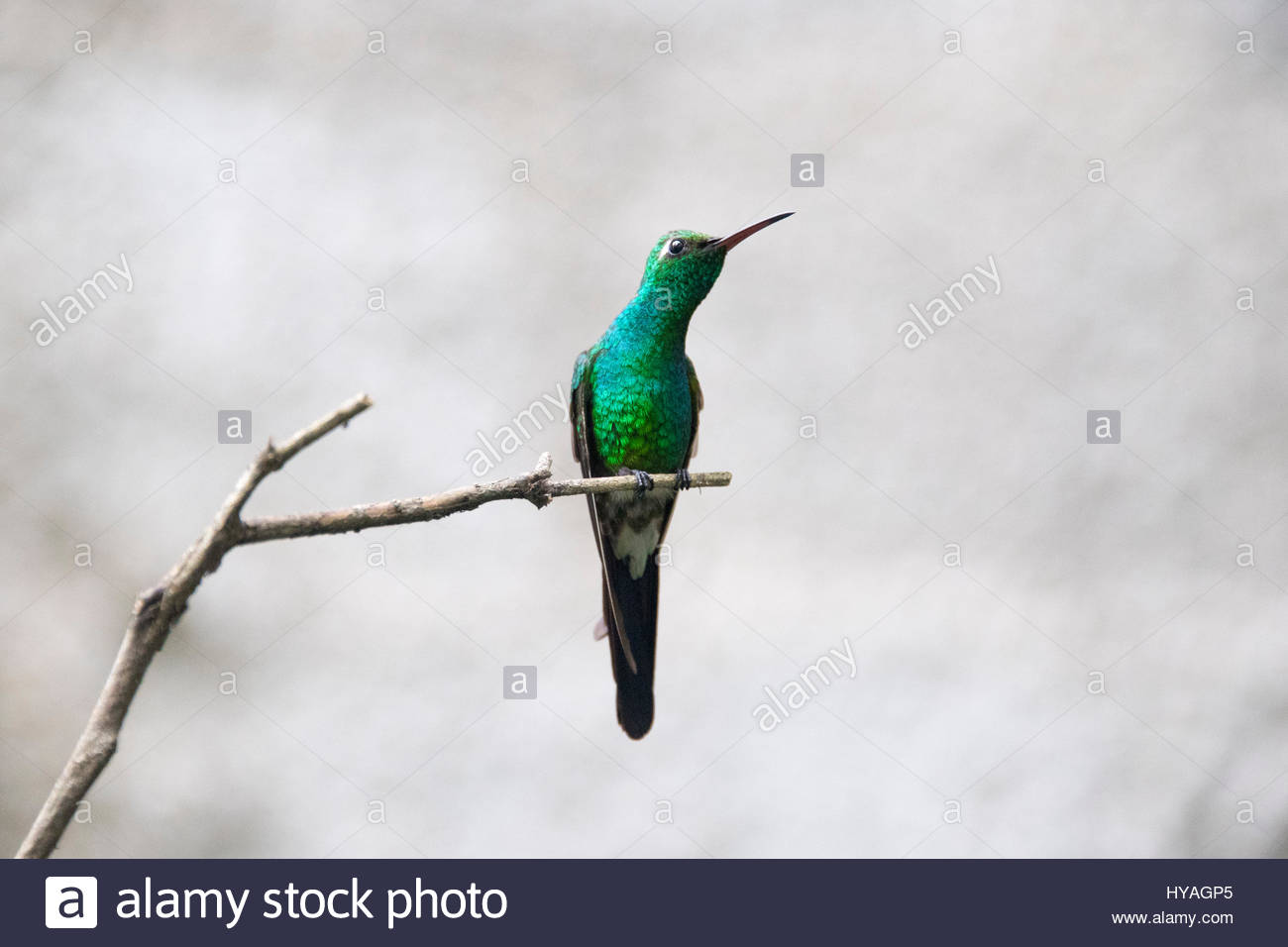 Cuban Bee Hummingbird Stock Photos & Cuban Bee Hummingbird Stock Images ...