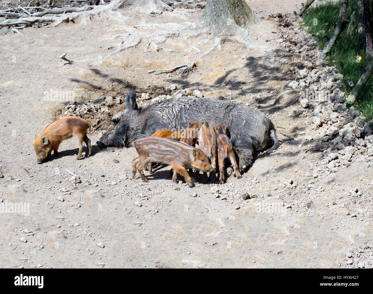 Wild boar sucks their young offspring, piglet's, sow Stock Photo - Alamy