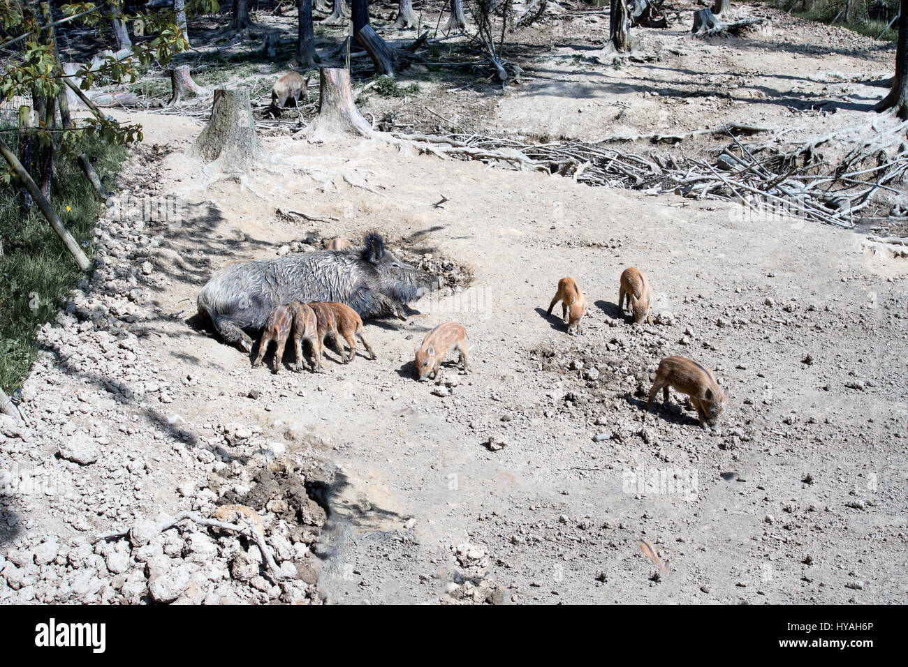 Wild boar sucks their young offspring, piglet's, sow Stock Photo - Alamy
