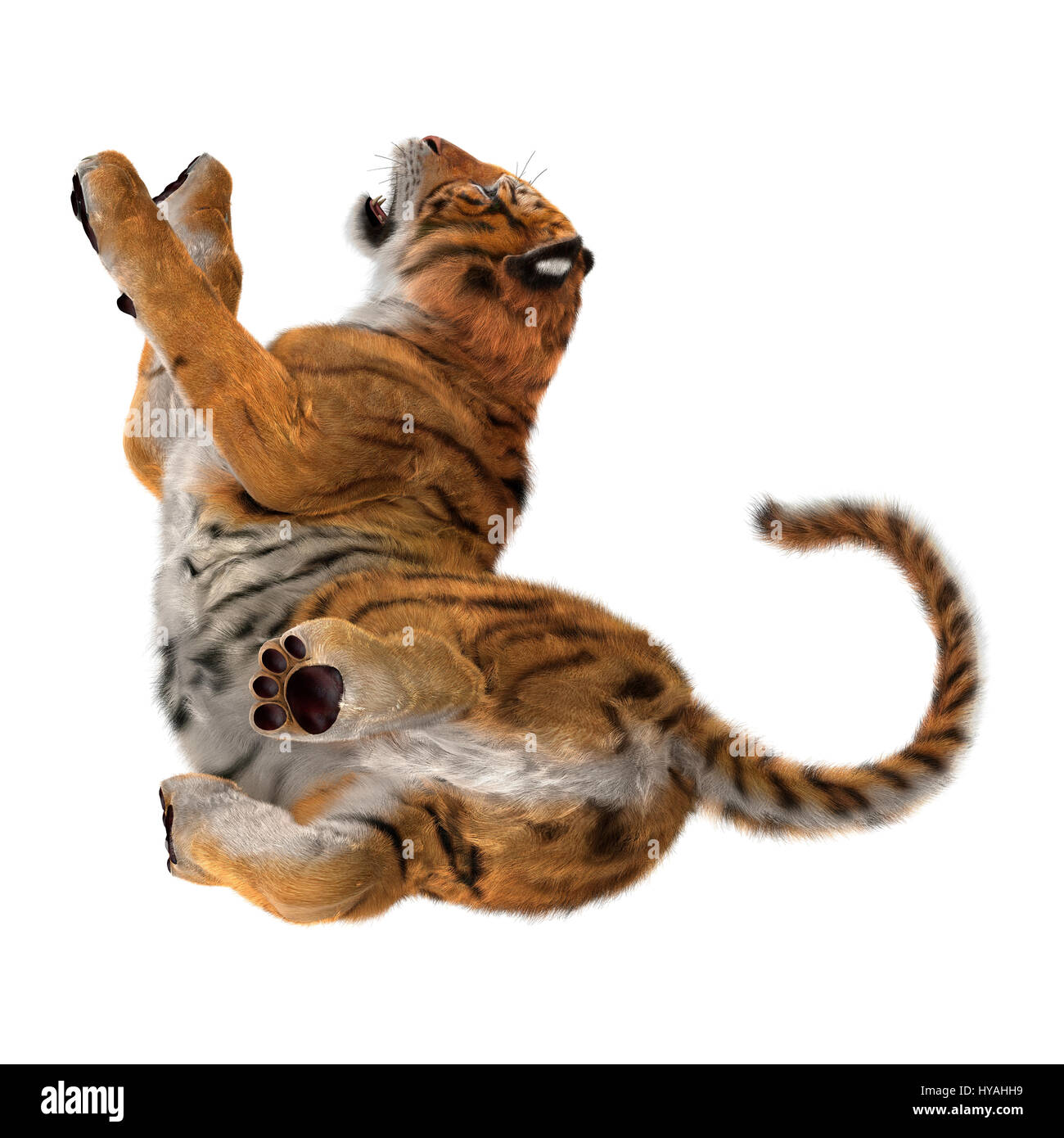 3D rendering of a big cat tiger isolated on white background Stock ...