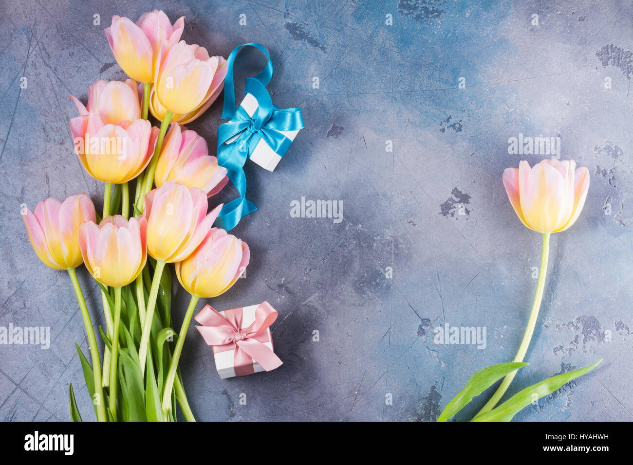 Pink and yellow fresh tulips with gift boxes frame on gray stone ...