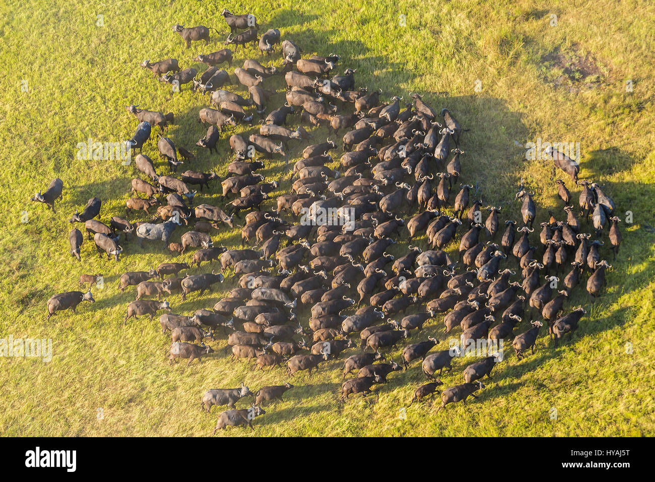 OKAVANGO DELTA, BOTSWANA: BIG GAME animals have been made to look like ...