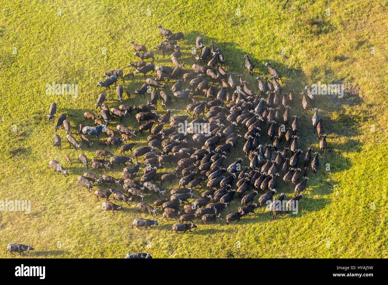 OKAVANGO DELTA, BOTSWANA: BIG GAME animals have been made to look like ...