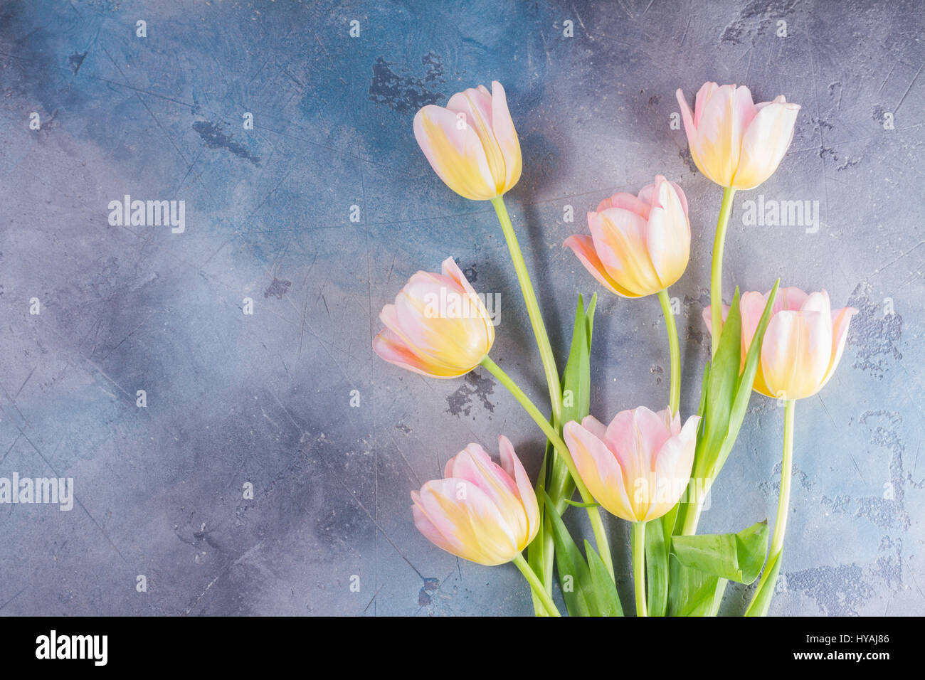 Pink and yellow tulips posy on gray stone background Stock Photo - Alamy