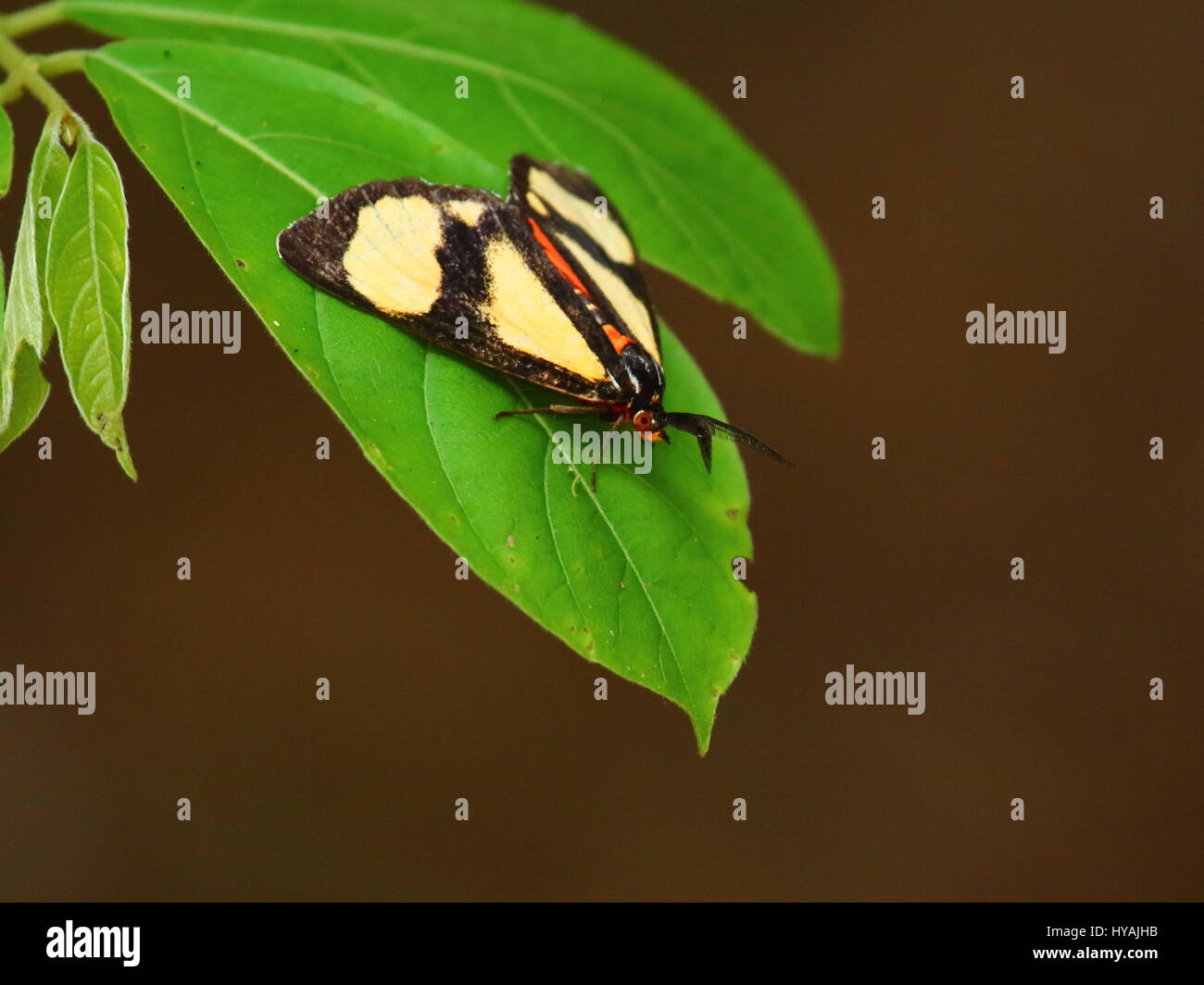 Photos of diurnal moths hi-res stock photography and images - Alamy