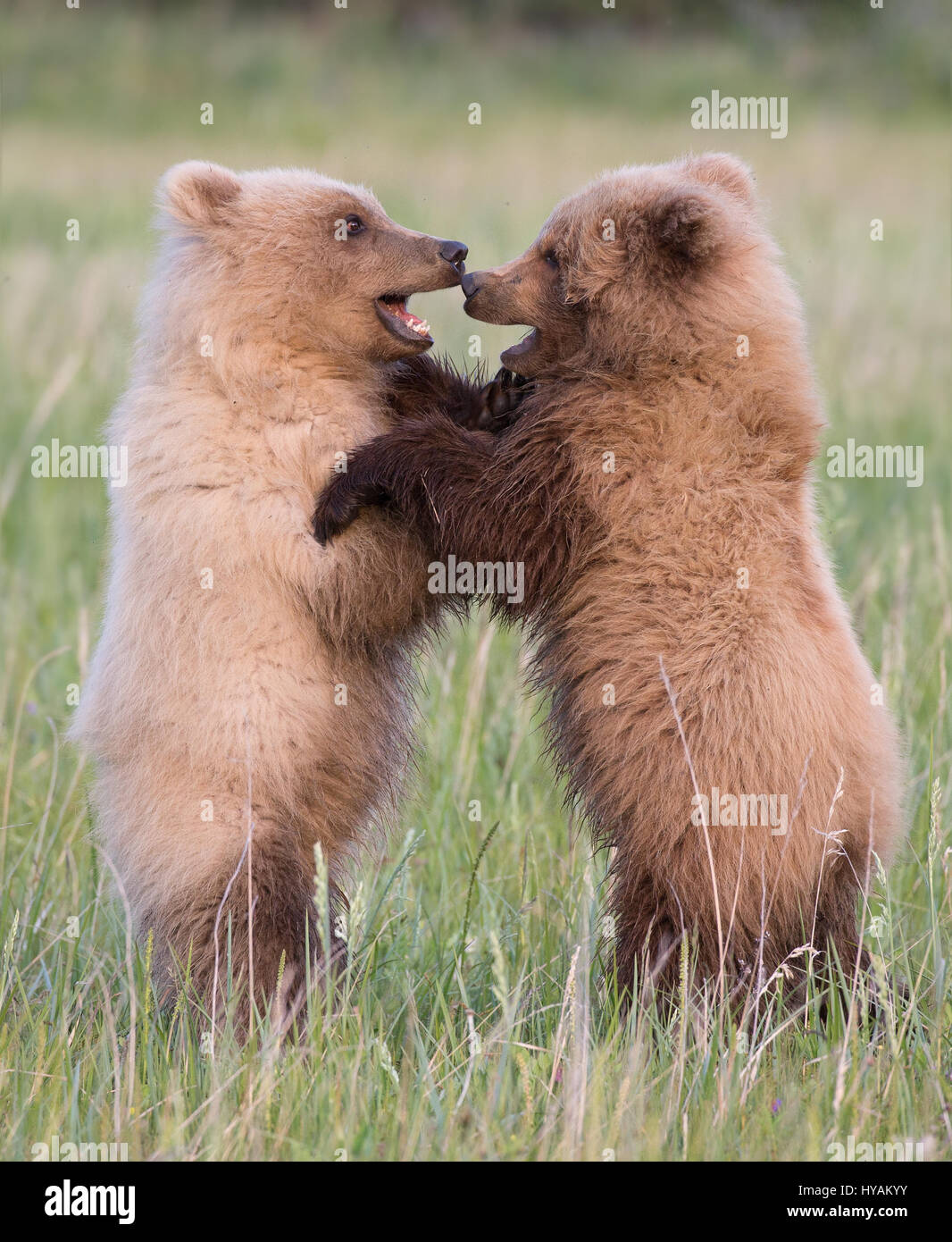 HUMOROUS pictures of a seven-foot tall mother bear teaching her cubs to ...