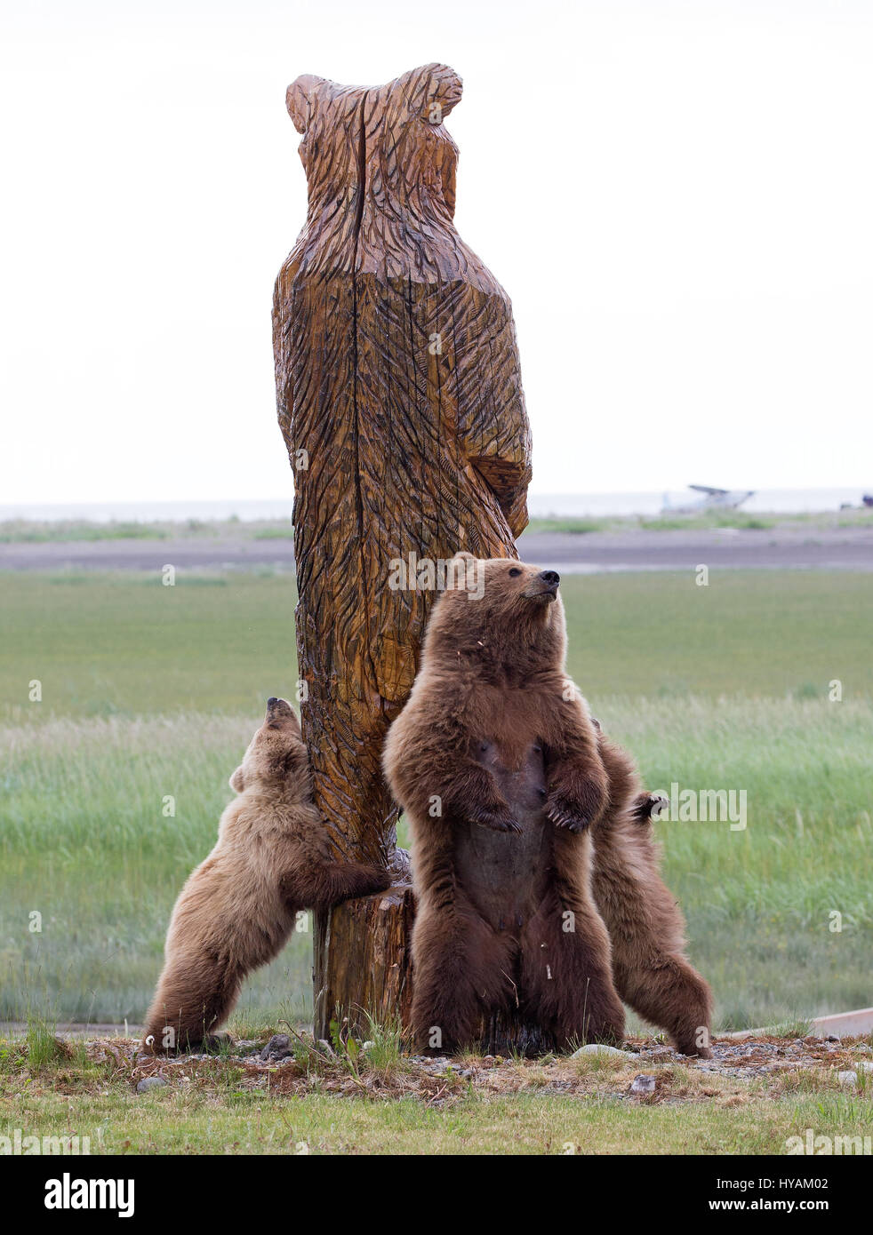 Mama Bear And Cubs Playing