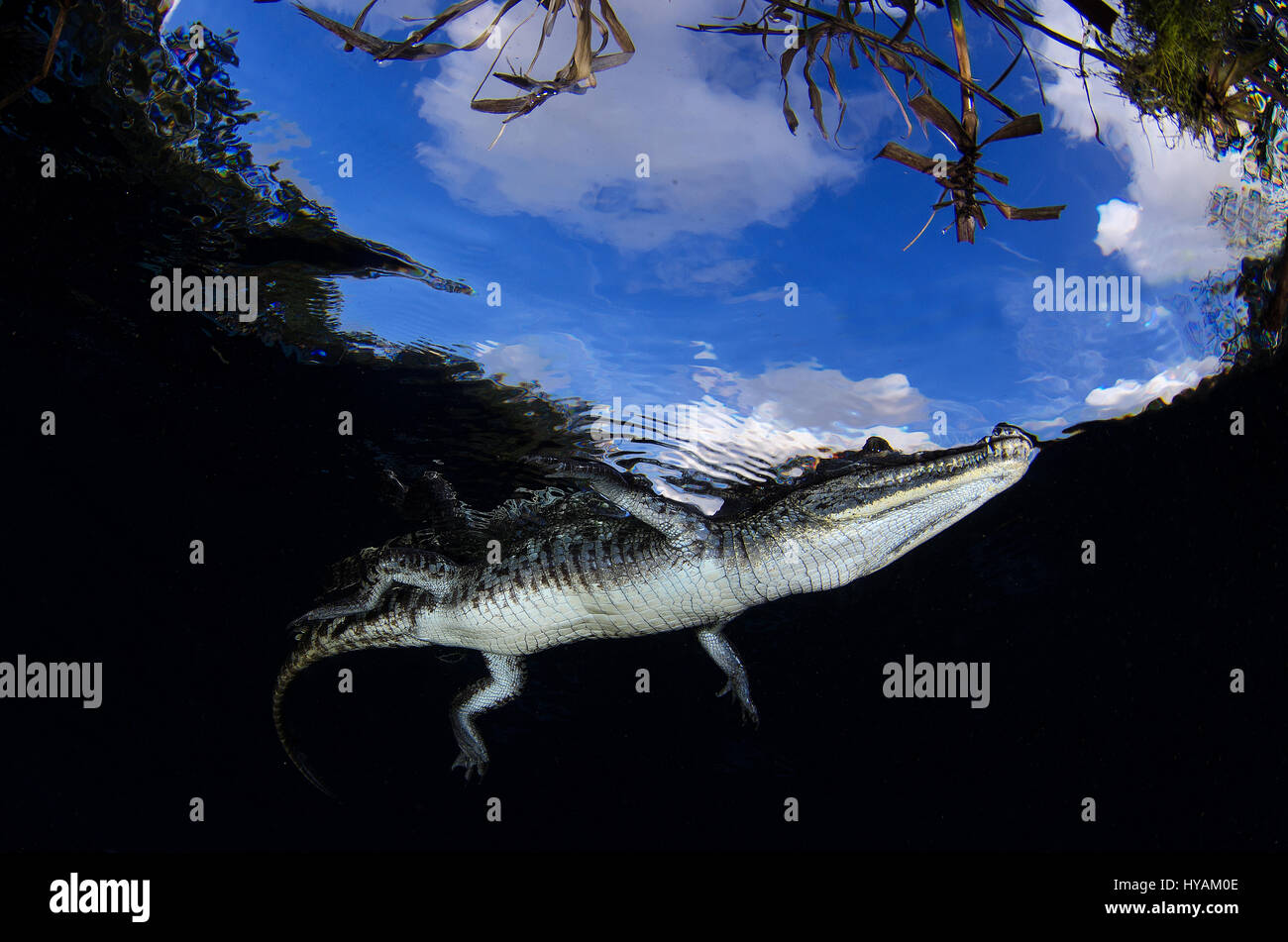 CANCUN, MEXICO: A BRAVE nature photographer plunged into 25-feet of ...