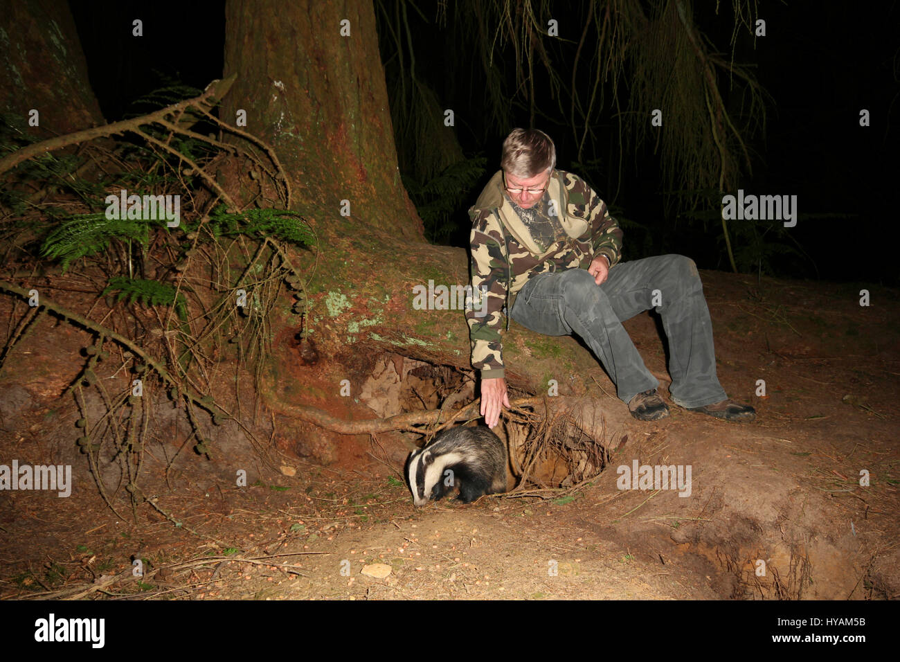 CRANLEIGH, SURREY, UK: Badger whisperer Neil Longhurst communes with ...