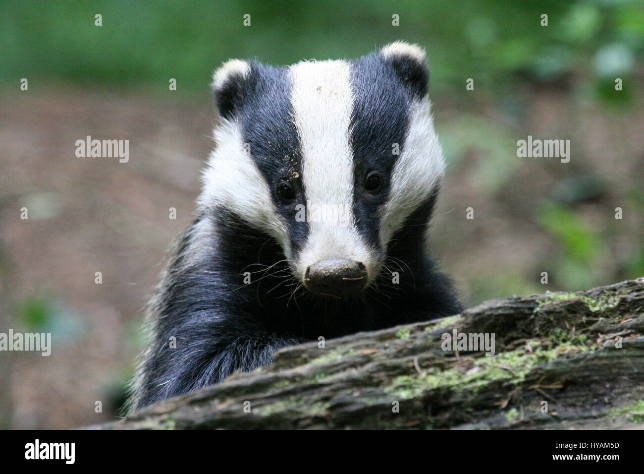 CRANLEIGH, SURREY, UK: Badger whisperer Neil Longhurst communes with ...