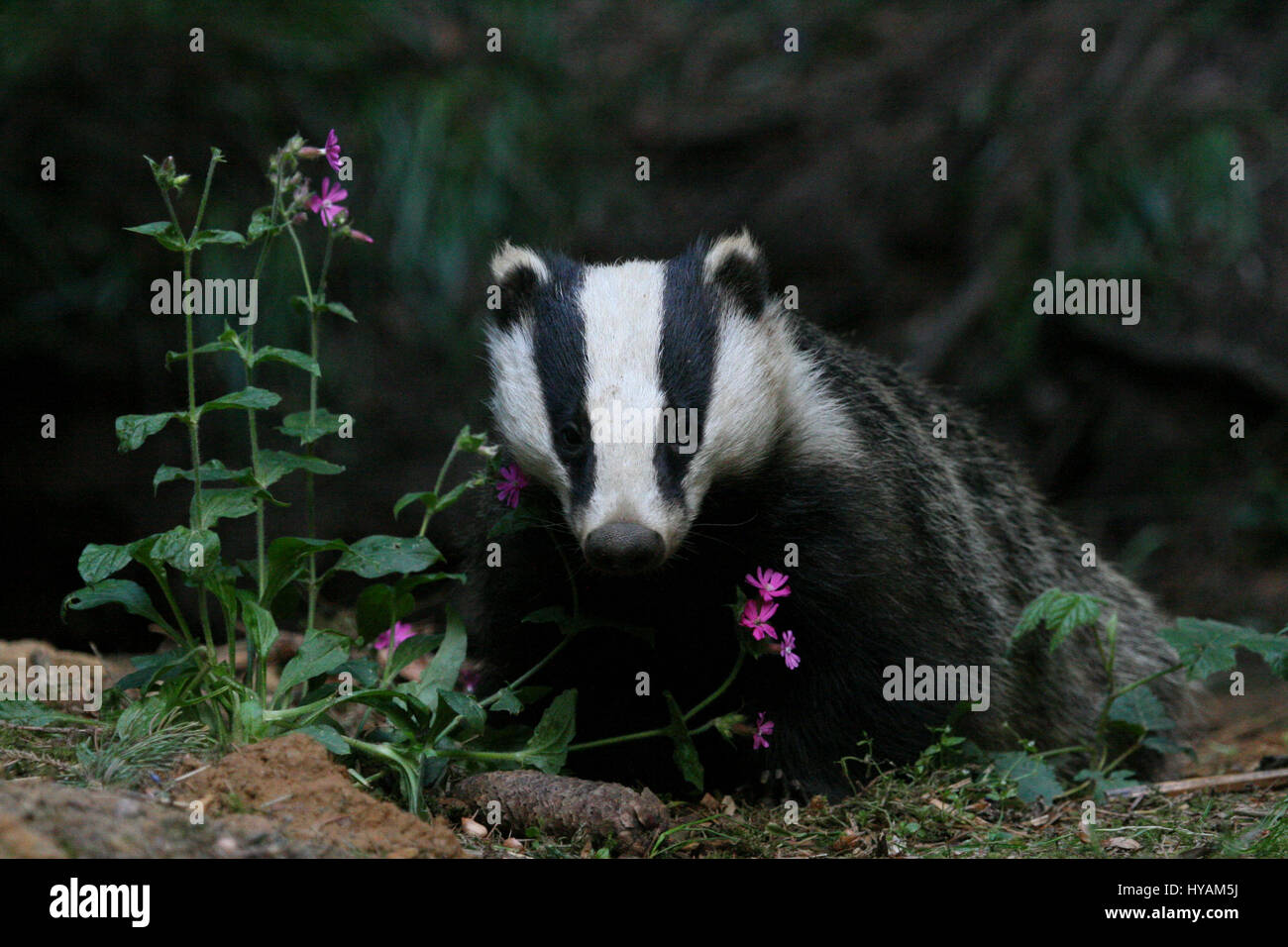 CRANLEIGH, SURREY, UK: Badger whisperer Neil Longhurst communes with ...