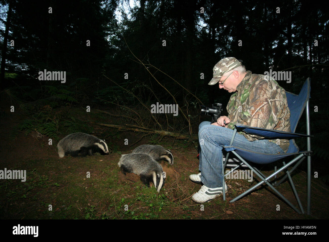 CRANLEIGH, SURREY, UK: Badger whisperer Neil Longhurst communes with ...