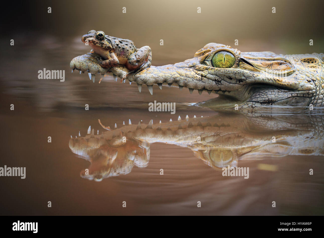 BATAM, INDONESEIA: A frog rides on an alligator. WELCOME to the bizarre ...