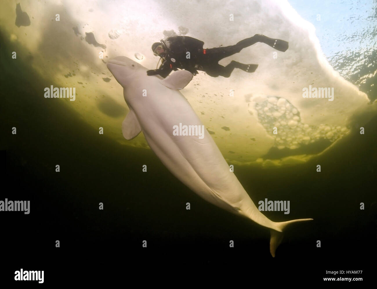 NORTH KARELIA, RUSSIA: A pair of divers were flabbergasted to encounter ...