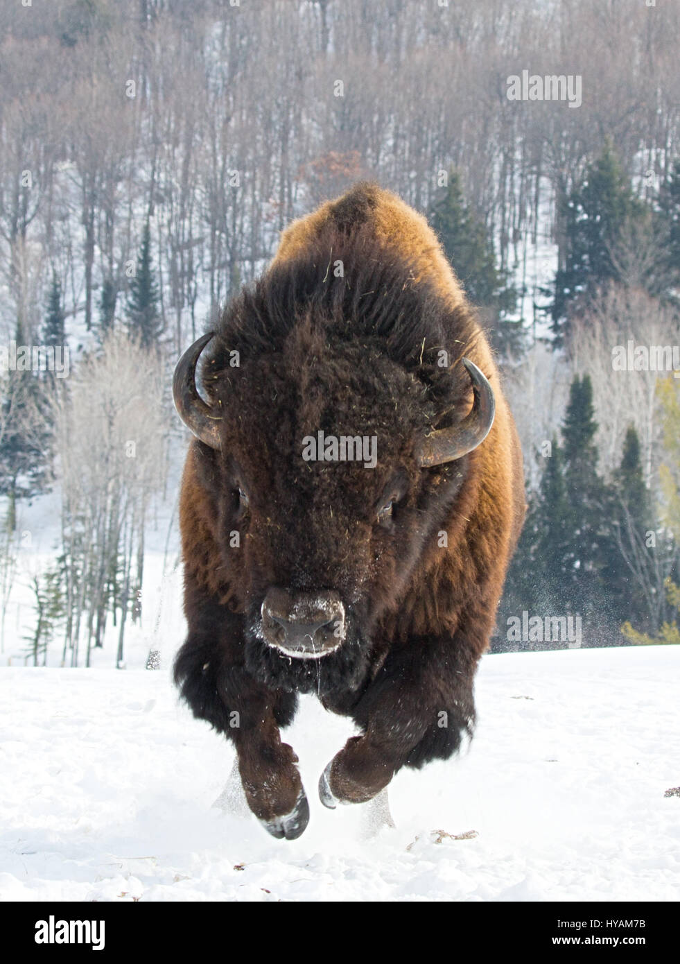ONTARIO, CANADA: THIS IS the moment an angry one-and-a-half tonne bison ...