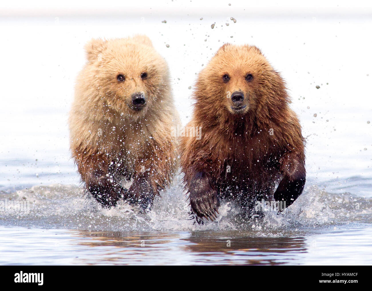 Grizzly Bear Running Full Speed
