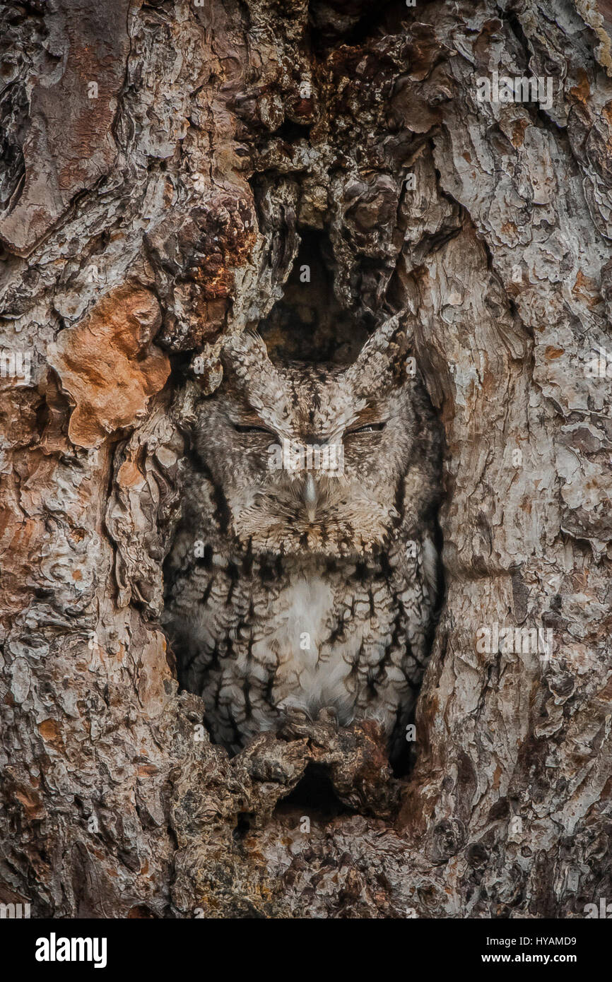 FLORIDA, USA: A BRITISH photographer has cleverly captured this TWOO ...