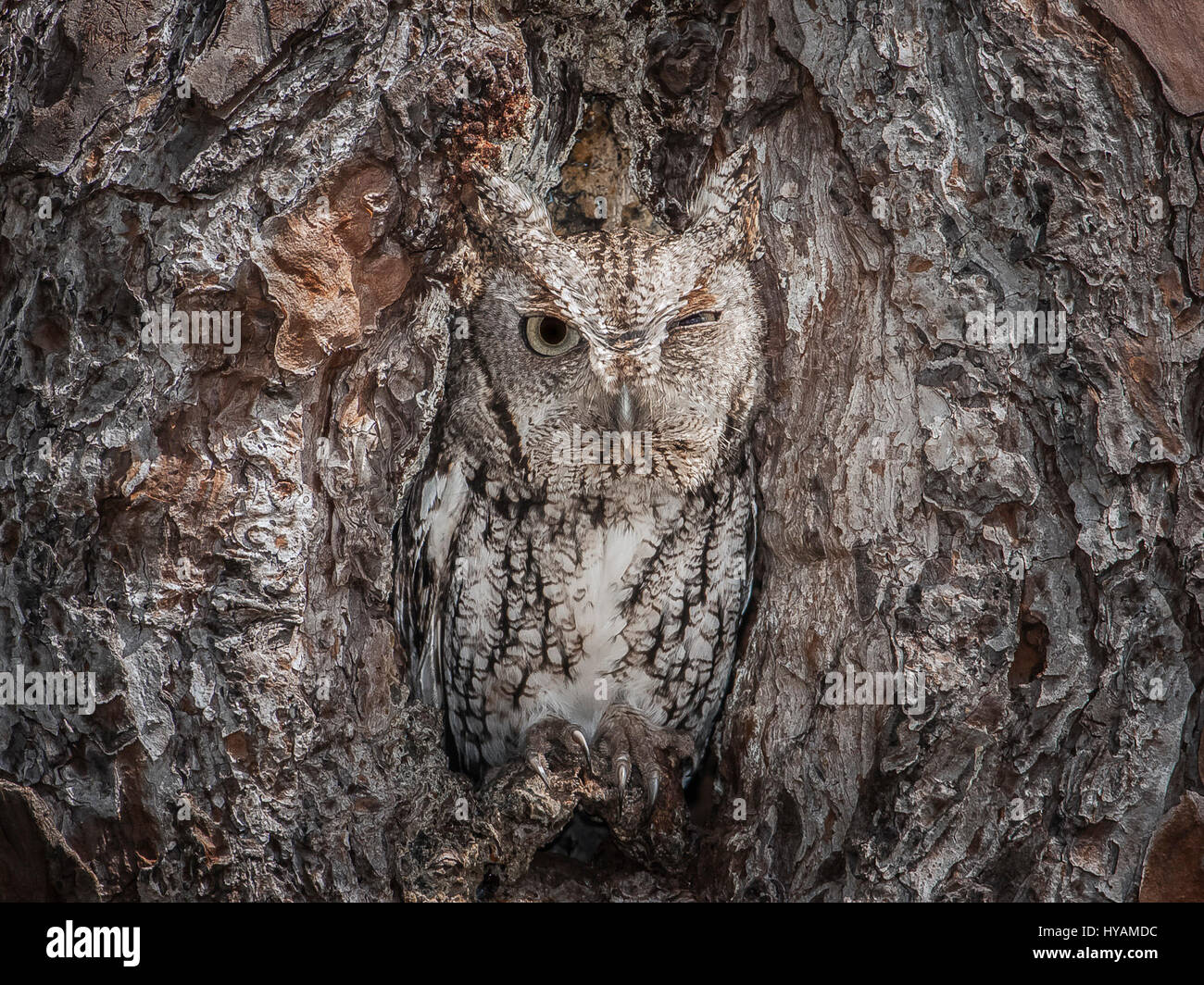 FLORIDA, USA: A BRITISH photographer has cleverly captured this TWOO ...