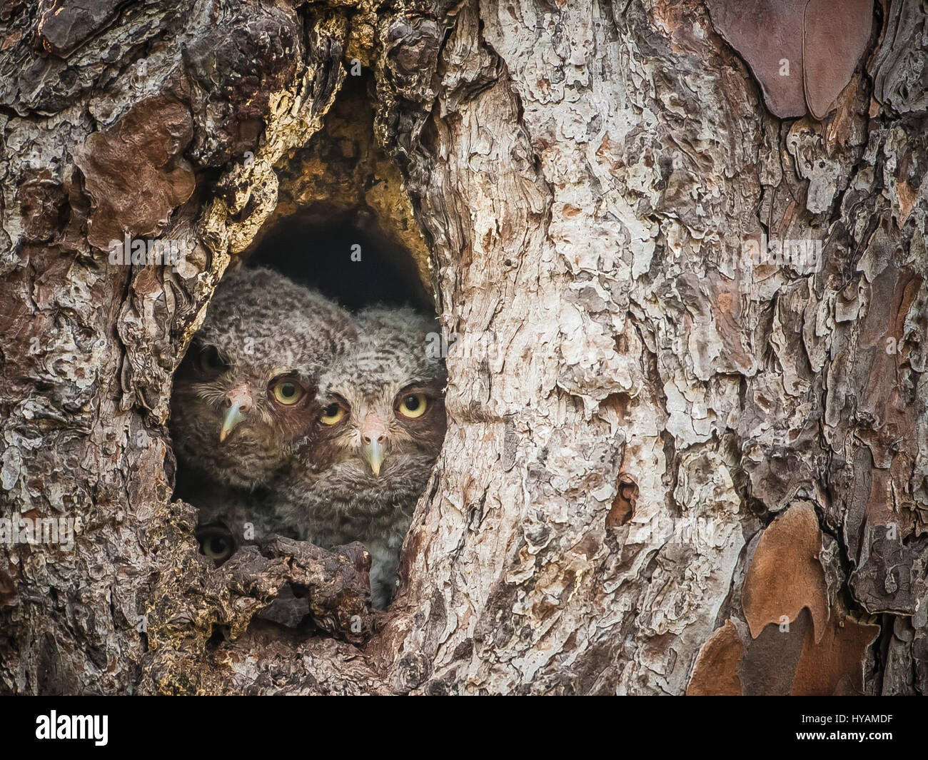 FLORIDA, USA: A BRITISH photographer has cleverly captured this TWOO ...