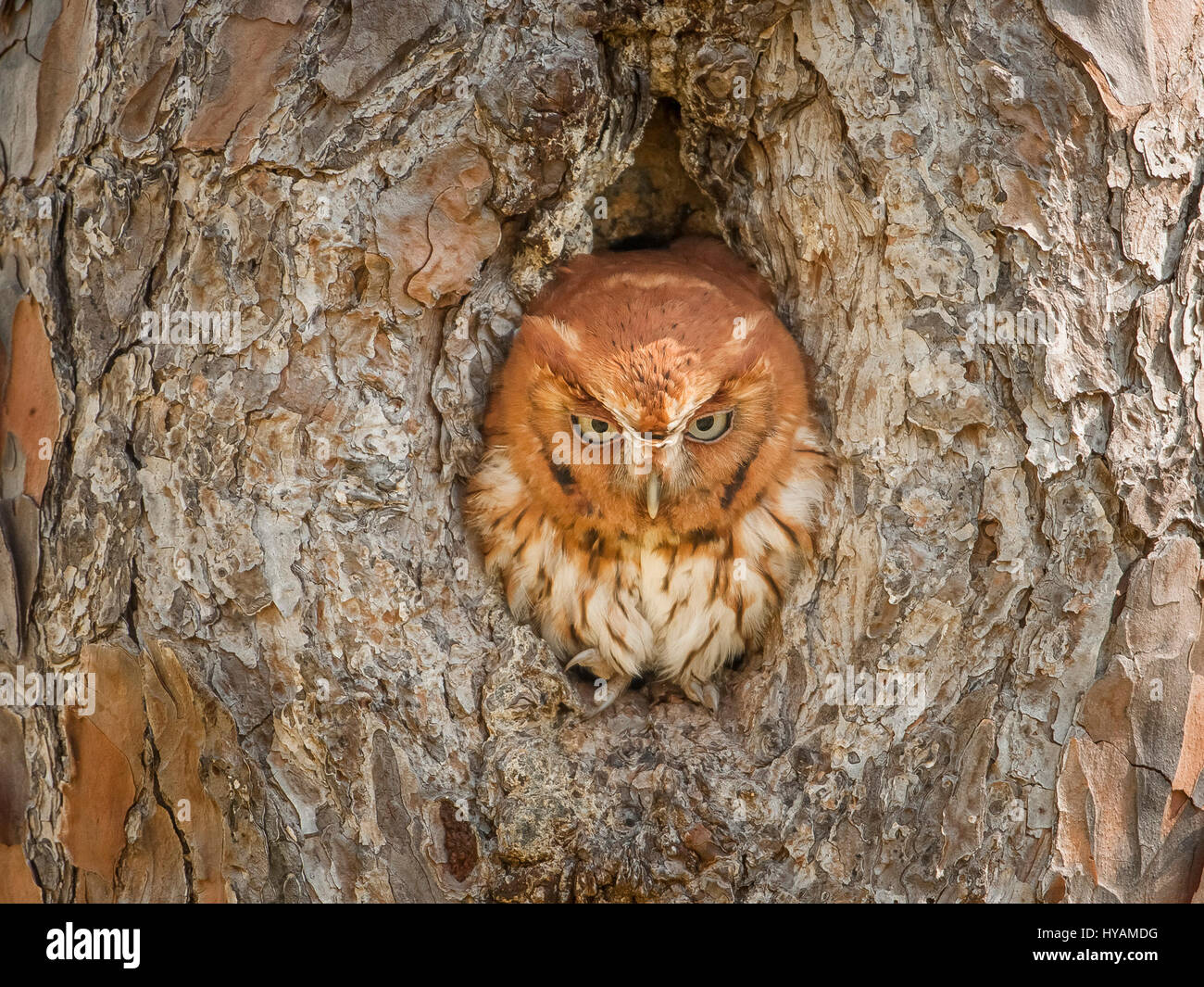 FLORIDA, USA: A BRITISH photographer has cleverly captured this TWOO ...
