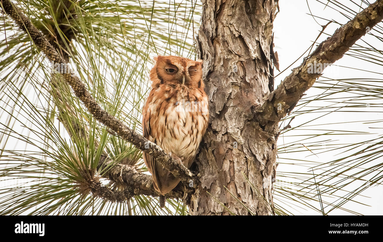 FLORIDA, USA: A BRITISH photographer has cleverly captured this TWOO ...