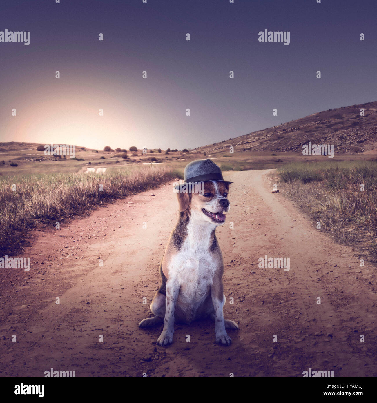 Barney the dog hi-res stock photography and images - Alamy