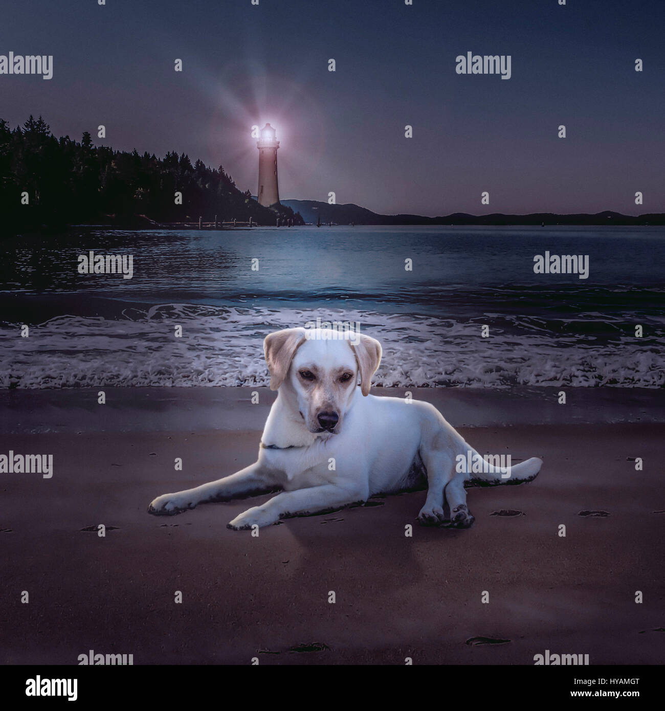 OROKLINI, CYPRUS: Milly the rescue dog sits on the beach in front of a ...