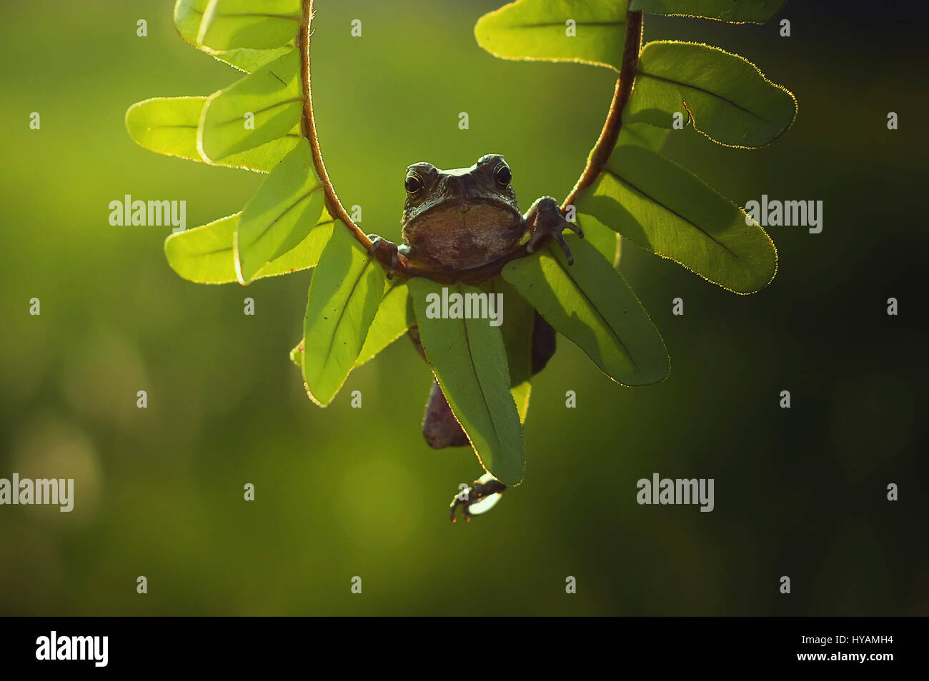 BORNEO, INDONESIA: THREE CRAZY frogs look like they are competing to ...