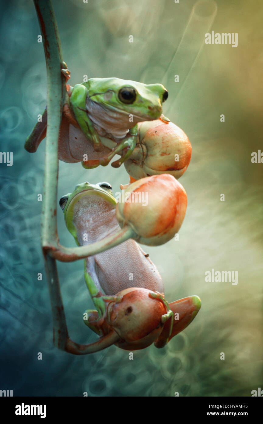 BORNEO, INDONESIA: THREE CRAZY frogs look like they are competing to ...