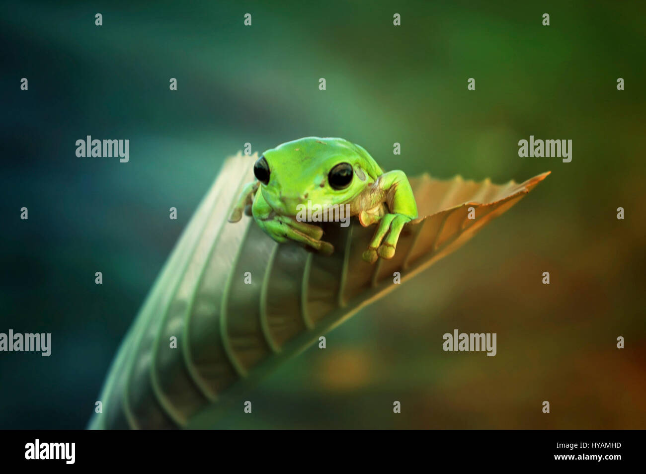 Dangling from a tree High Resolution Stock Photography and Images - Alamy