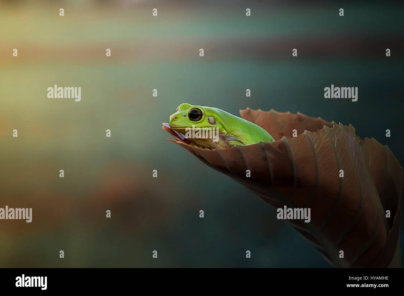 Dangling frog hi-res stock photography and images - Alamy