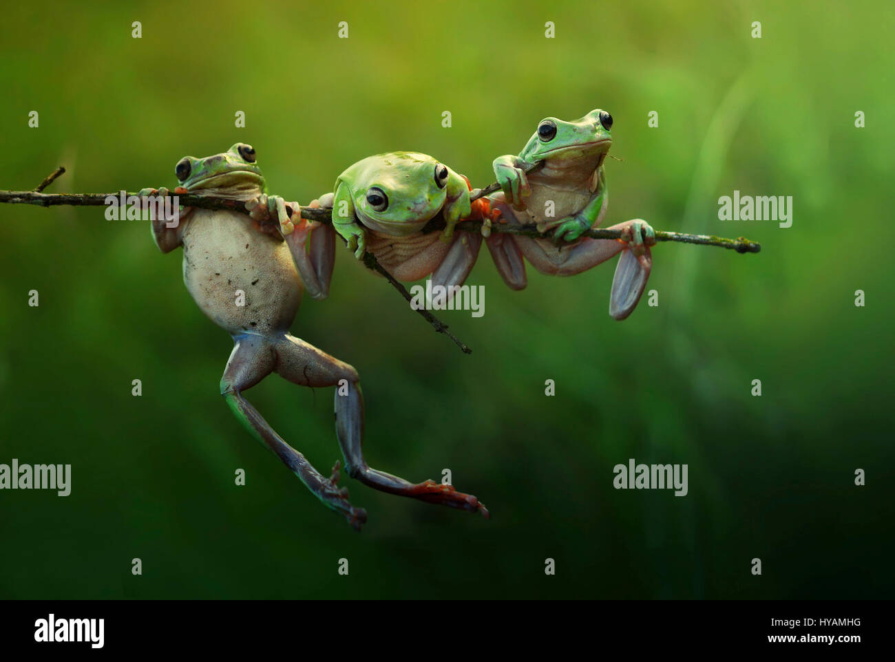 BORNEO, INDONESIA: THREE CRAZY frogs look like they are competing to ...