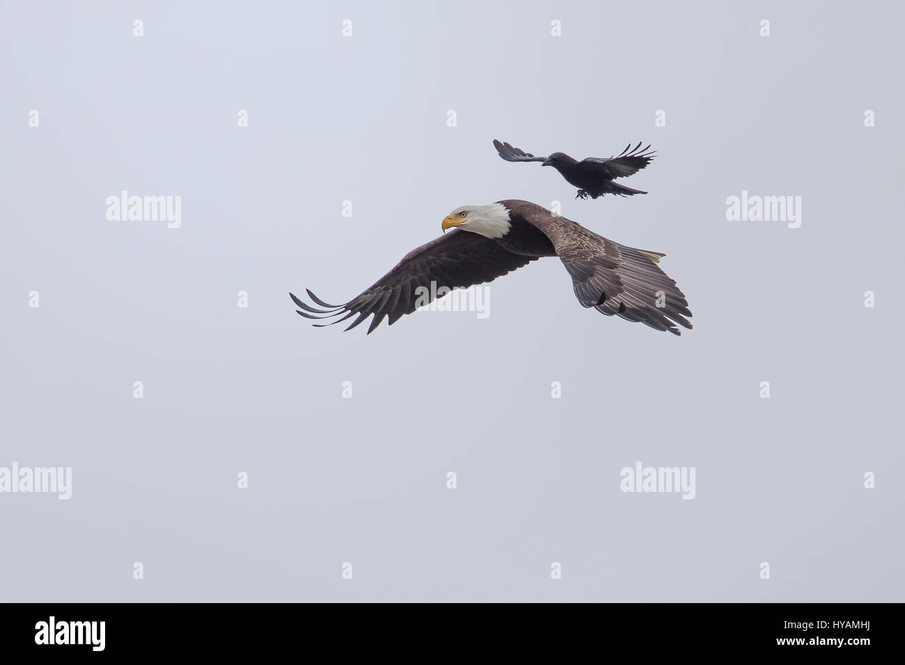 A CHEEKY CROW has been photographed in a rare moment catching a lift on ...