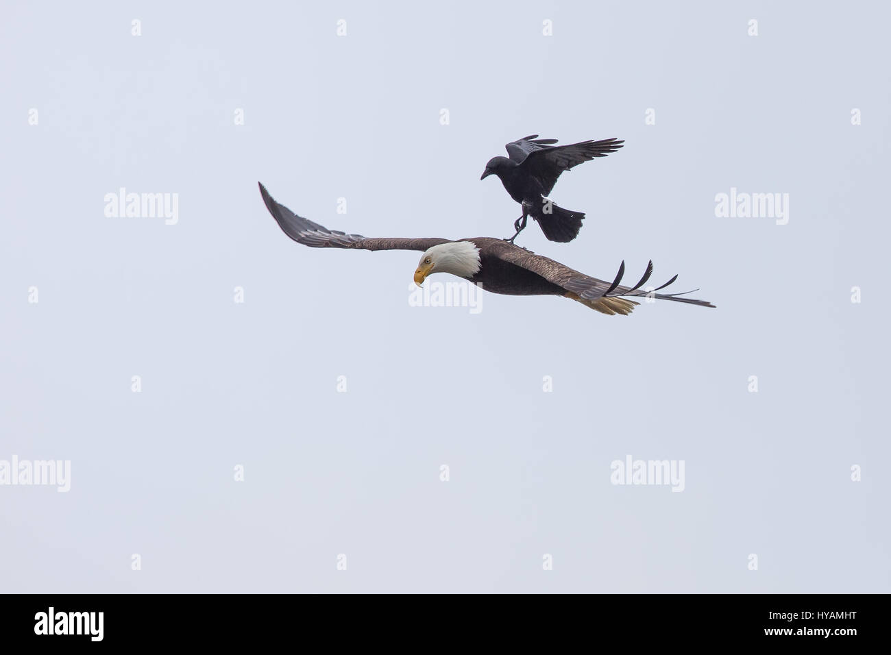 A CHEEKY CROW has been photographed in a rare moment catching a lift on ...