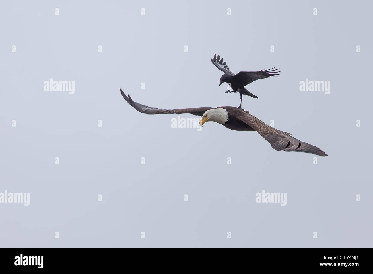 A CHEEKY CROW has been photographed in a rare moment catching a lift on ...