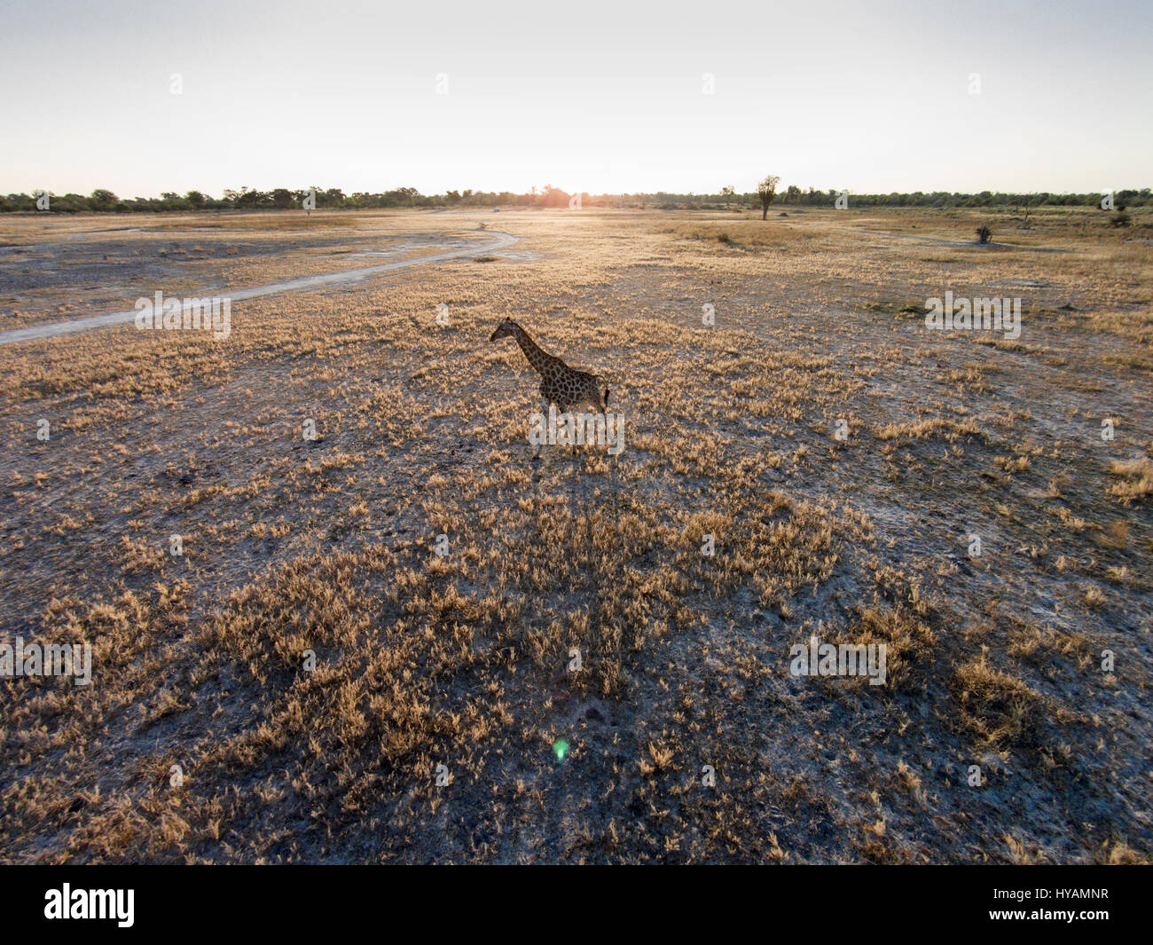 Giraffe feet hi-res stock photography and images - Alamy