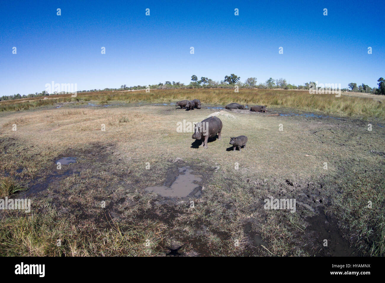 Hippopotamus hippo feet hippopotamus amphibius hi-res stock photography ...
