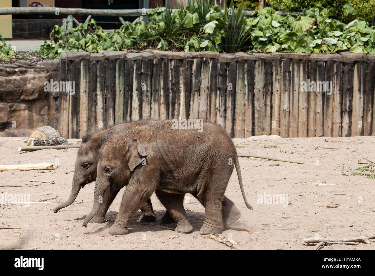 CHESTER ZOO, UK: Asian elephant Hari (front) walks next to fellow-baby ...