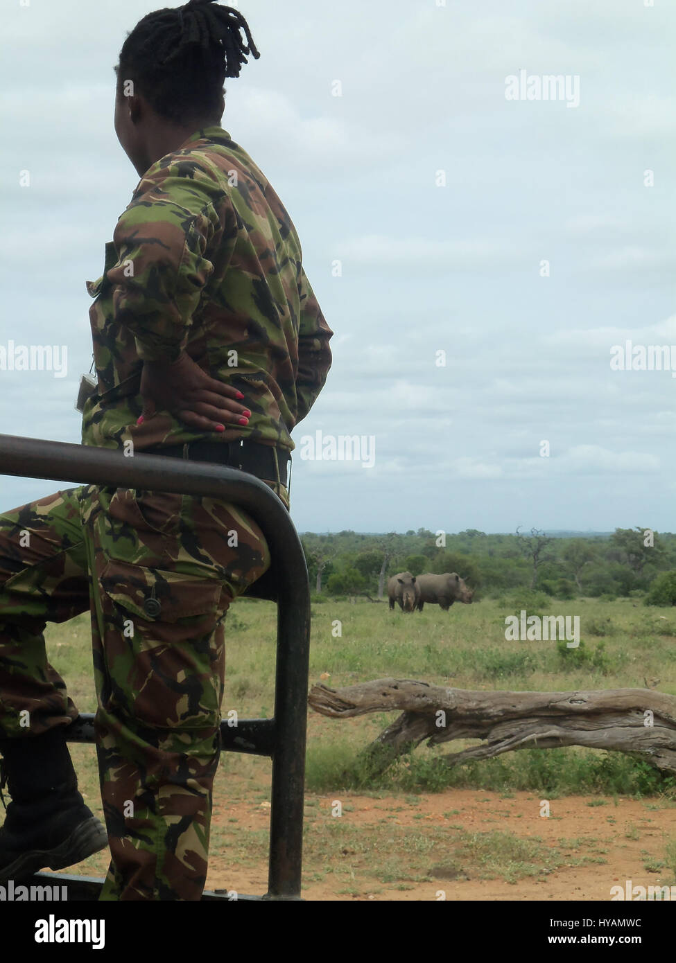 Black mamba poaching hi-res stock photography and images - Alamy