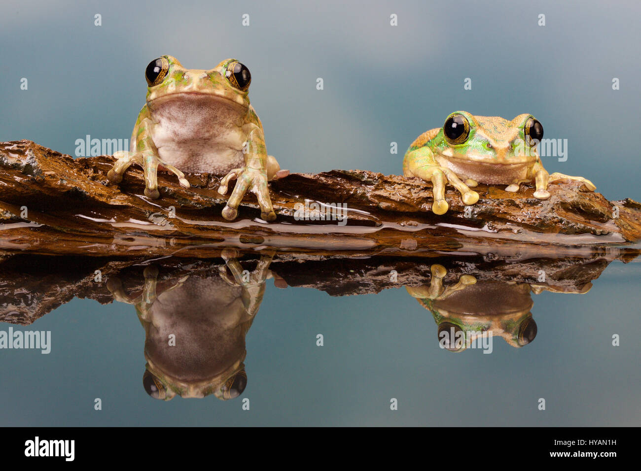 Lump on a log hi-res stock photography and images - Alamy